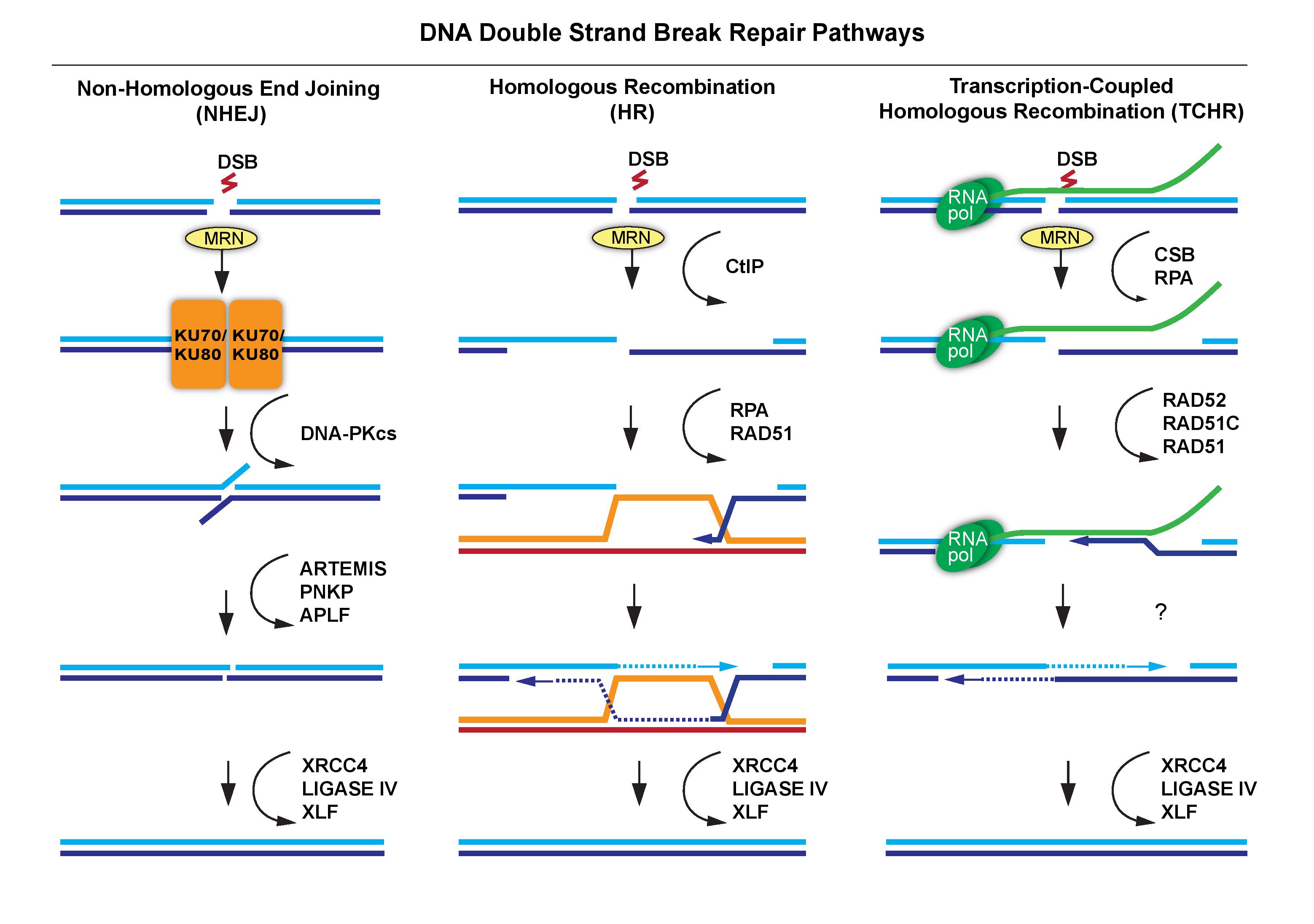 Activity DEPendent Transposition (ADEPT) and the Aging Brain | Opera Medica et Physiologica
